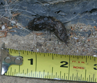 Toad dropping | Internet Center for Wildlife Damage Management