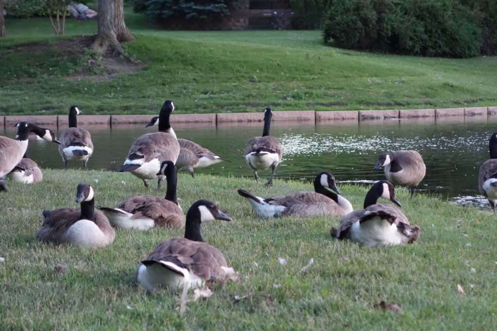 Goose Damage Management Workshop | Internet Center for Wildlife Damage ...