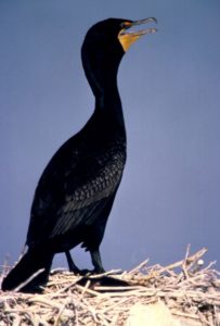 Cormorants | Internet Center for Wildlife Damage Management