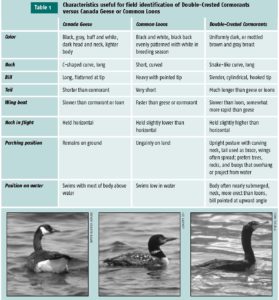 Cormorants | Internet Center for Wildlife Damage Management
