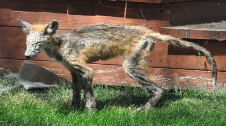 Fox Damage Identification | Internet Center for Wildlife Damage Management