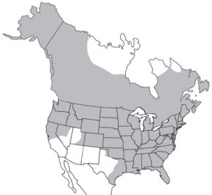 Mink | Internet Center for Wildlife Damage Management