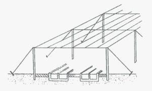 Cormorant Damage Prevention and Control Methods | Internet Center for ...