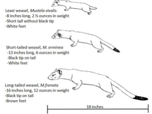 Weasels | Internet Center for Wildlife Damage Management
