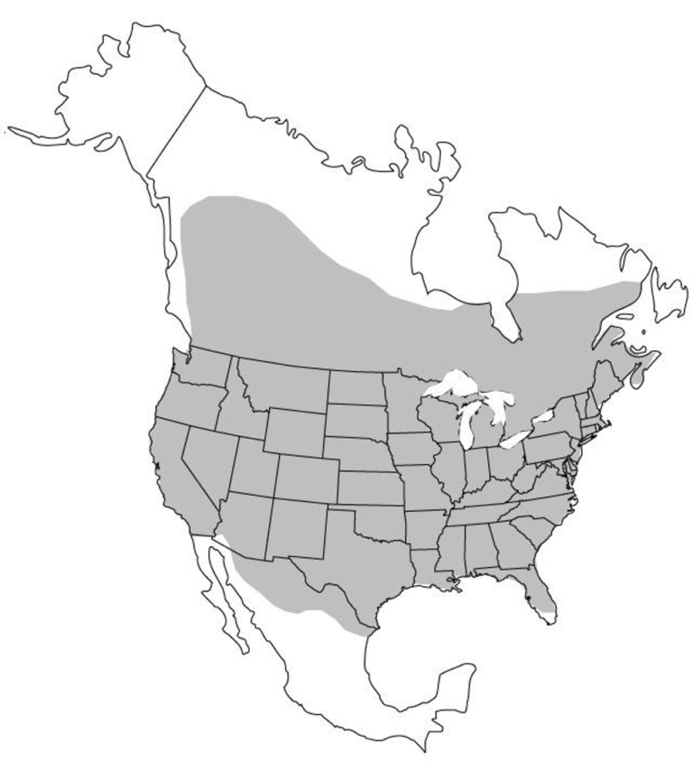 Skunks | Internet Center for Wildlife Damage Management