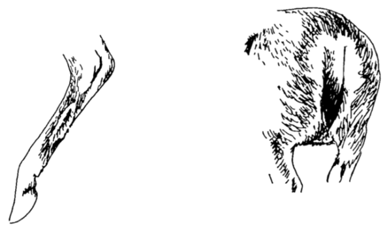 Deer | Internet Center for Wildlife Damage Management