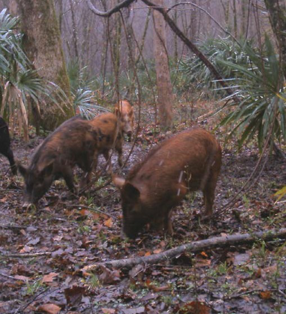 Wild Pig Biology | Internet Center for Wildlife Damage Management