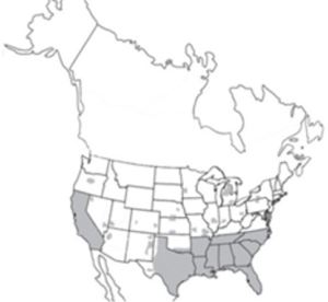 Wild Pigs | Internet Center for Wildlife Damage Management