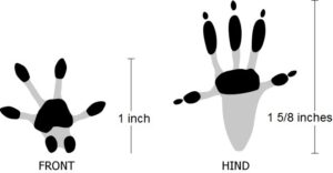 Norway Rats | Internet Center for Wildlife Damage Management