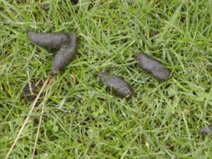 Nutria | Internet Center for Wildlife Damage Management