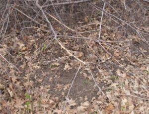 Rabbit Damage Identification | Internet Center for Wildlife Damage ...