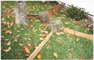 Armadillo Damage Prevention and Control Methods | Internet Center for ...