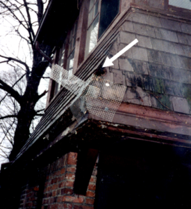 Tree Squirrel Damage Prevention and Control Methods | Internet Center ...