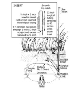 Alligator Damage Prevention and Control Methods | Internet Center for ...