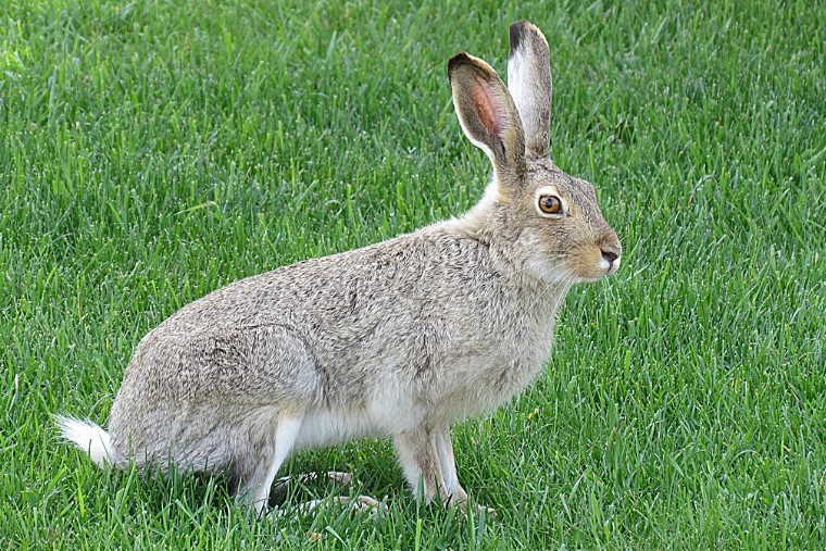 Hares | Internet Center for Wildlife Damage Management