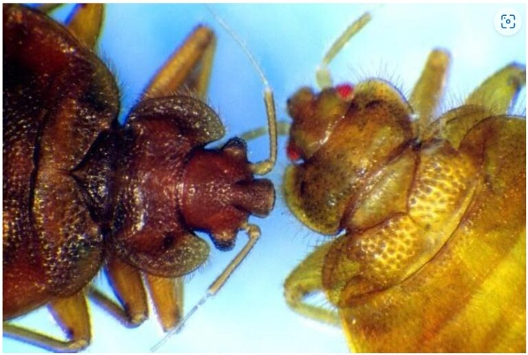 Bat Damage Identification | Internet Center for Wildlife Damage Management