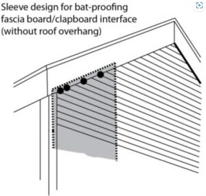Bat Damage Prevention and Control Methods | Internet Center for ...