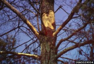 Porcupine Damage Identification | Internet Center for Wildlife Damage ...