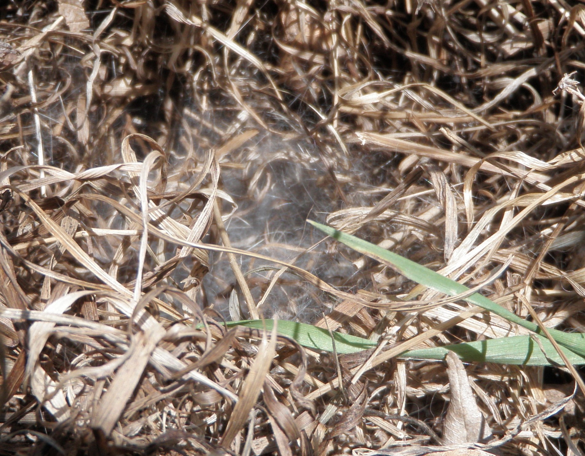 Rabbit Biology | Internet Center for Wildlife Damage Management