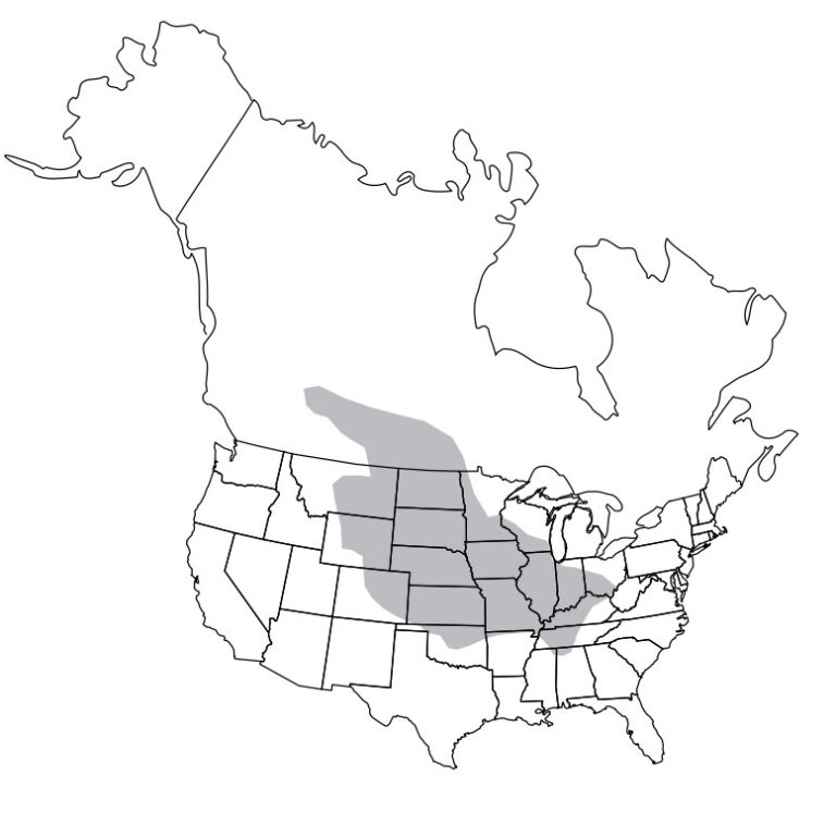 Voles | Internet Center for Wildlife Damage Management