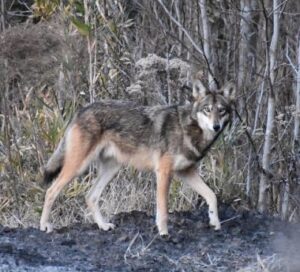 Wolves | Internet Center for Wildlife Damage Management